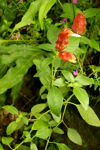 Botany SC 250 Term Project 99 Images