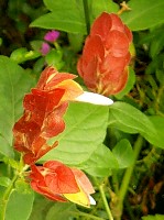 Botany SC 250 Term Project 99 Images